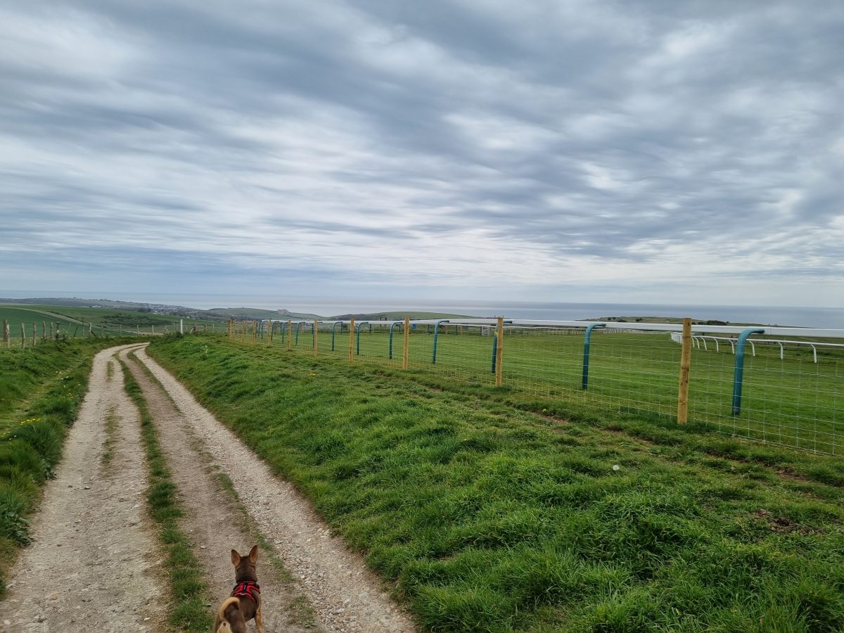 Dog Walk in Sheepcote Valley, Brighton