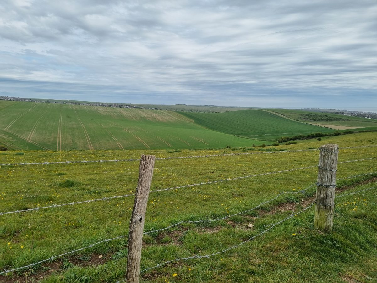 Dog Walk in Sheepcote Valley, Brighton
